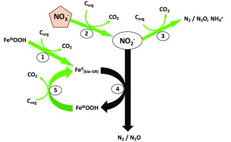 Schematic Diagram Presenting The Coupling Between Bacterial Nitrate Download Scientific Diagram