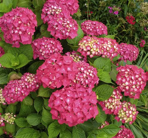 Strawberry Vanilla Hydrangea Care Guide Plantly
