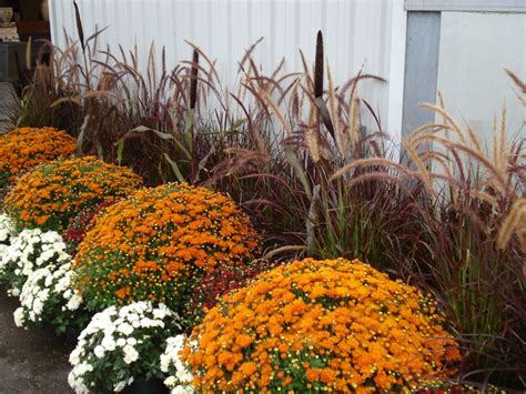 Mums And Purple Fountain Grass Millet Great Fall Planting Combo
