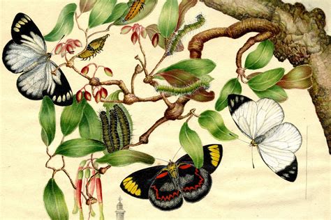 Museum Mobile Apps The Australian Museum