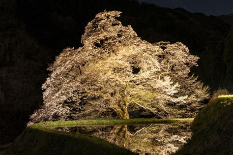駒つなぎの桜観光スポット中央アルプスと木曽路 癒やしの道ガイドマップ 中津川塩尻木曽下伊那広域連携 SDGs推進協議会