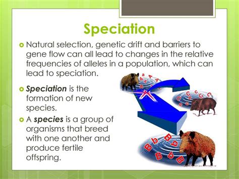 The Ultimate Selection And Speciation Answer Key Unlocking The Secrets