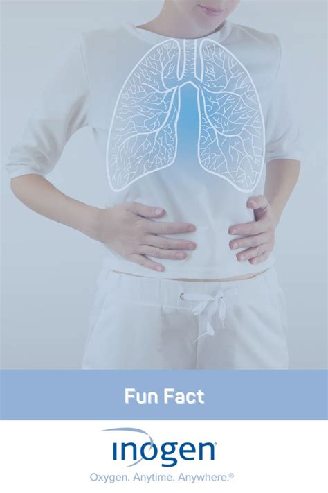 Funfact Did You Know That Your Right Lung Is Actually Divided Into