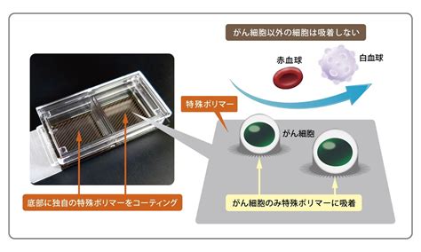 住友ゴム、大阪大とがん治療法開発で共同研究 がん細胞を吸着の特殊ポリマーで 神戸経済ニュース