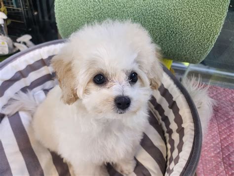 미니비숑 카스 엑조틱크기 터키시앙고라크기 페르시안크기 하이랜드폴드크기 애완견크기 반려견크기 소형견무료입양사이트 중형견무료입양사이트 대형견무료입양사이트 미니비숑프리제무료입양