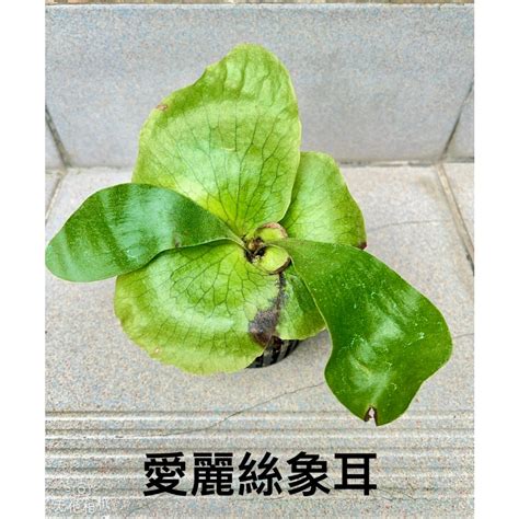特價鹿角蕨幼苗 不定時更新 銀鹿 爪哇 象耳 三角象 普鹿 北猴 飛馬 非象 小手指 蝴蝶 檸檬 蝦皮購物
