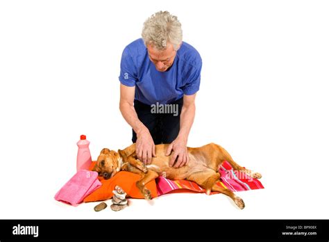 Do Dogs Like Paw Massage