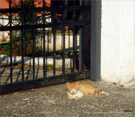 Корфушки - кошки греческого острова Корфу: marinagra — LiveJournal