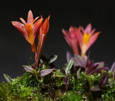 Dendrobium Subacaule Par Pacôme Cattlaelia Forum Orchidée Flickr