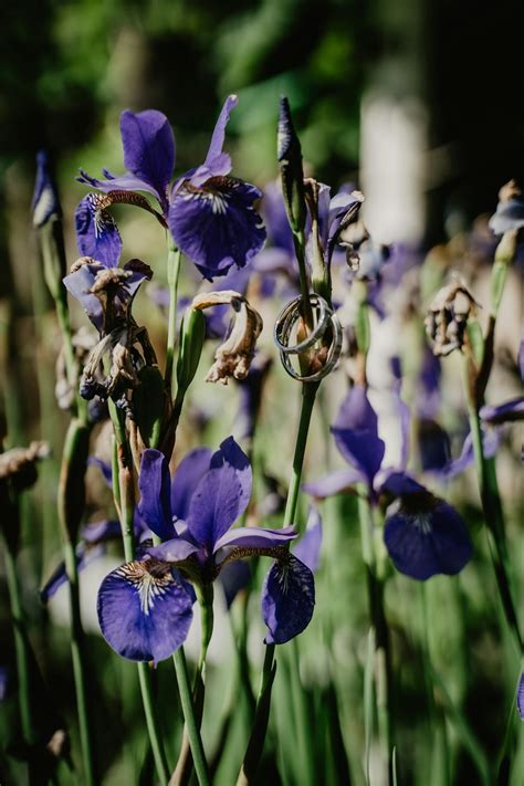 350 Iris Pictures Download Free Images On Unsplash