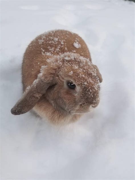 Had Fun Playing In The Snow Album On Imgur Imgur Bunny Rabbits