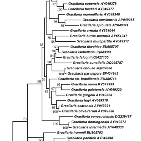 Maximum Likelihood Phylogenetic Tree Based On 43 Rbcl Dna Sequences Of