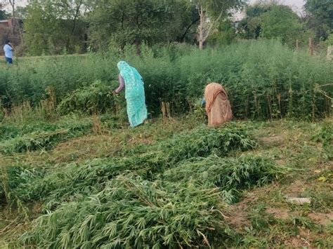 Woman Arrested Under Ndpc Act For Cultivating Illegal Ganja Karauli