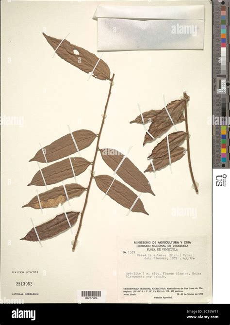 Casearia Arborea Rich Urb Casearia Arborea Rich Urb Stock Photo Alamy