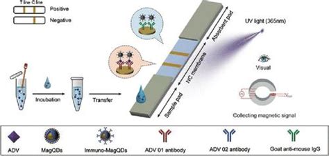 用于灵敏快速检测呼吸道腺病毒的磁光三重模式侧流免疫分析analytical Chemistry X Mol