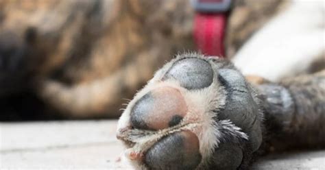 Maltrato Animal Hombre Envenenó A Un Perro Con Polvo Químico En