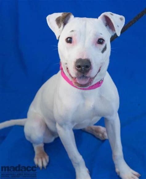 7 Month Old Pitbull Puppy For Adoption