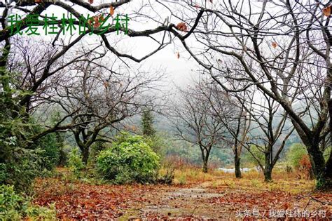 桂林隆冬寒雨後 怕冷就莫去永福縣永安鄉獨洲村 我不怕所以我去 每日頭條