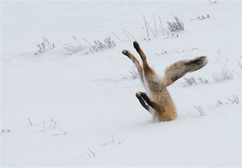 firefox has encountered an unexpected problem r firefox