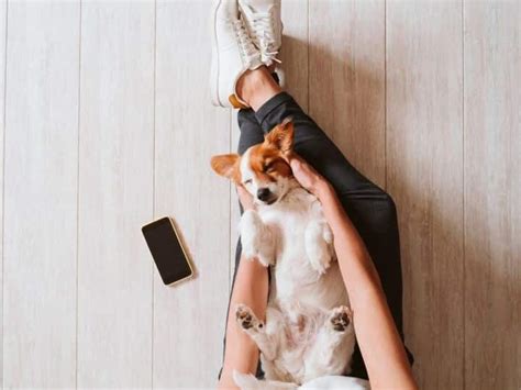 Seguro Obligatorio De Responsabilidad Civil Para Perros Almedinilla