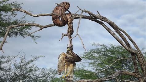 Accipitriformes Wikiaves A Enciclopédia Das Aves Do Brasil