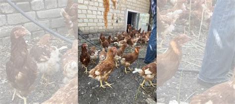 Куры несушки молодки купить в Бехтеевке Животные и зоотовары Авито