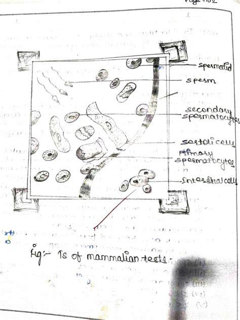 Biology Practical Image Pdf