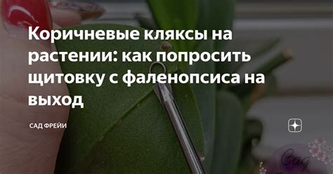 Коричневые кляксы на растении как попросить щитовку с фаленопсиса на