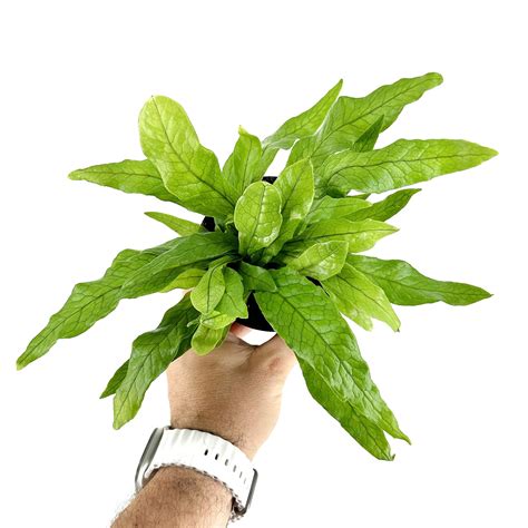 Microsorum Musifolium Crocodyllus Crocodile Fern Sarahcotta Plants