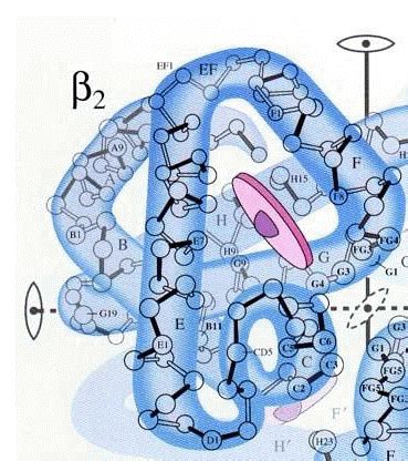 Structure Of Hemoglobin