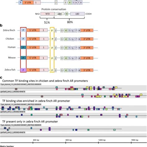 Estrogen Receptor Gene Esr1 Structure And Alternative Splice