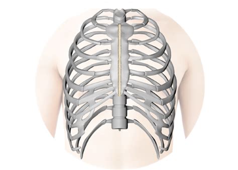 Sternotomy Precautions What To Expect At Home Author Healthwise Staff