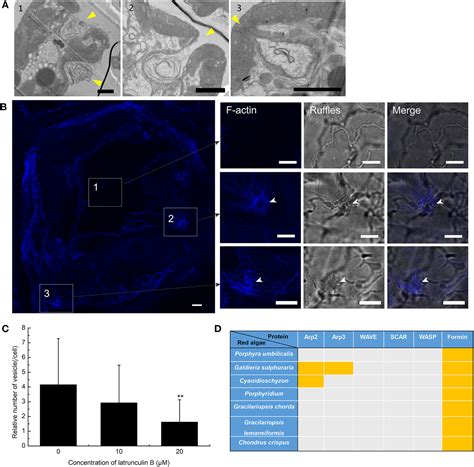 Frontiers Macropinocytosis In Gracilariopsis Lemaneiformis Rhodophyta