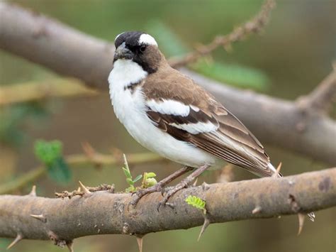 White Browed Sparrow Weaver Ebird Sparrow Weavers Birds