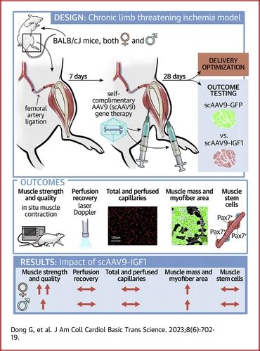 Igf 1 Therapy Improves Muscle Size And Function In Experimental Peripheral Arterial Disease