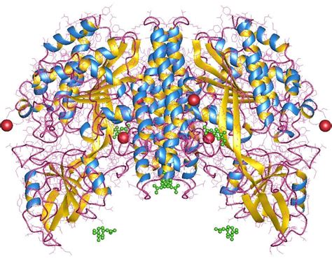 Transferrin Receptor A Potential Biomarker For Diagnosing Pah Rare Disease Advisor