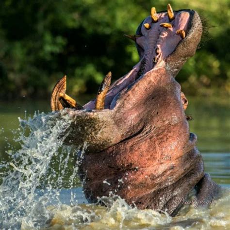 Hippo Bite