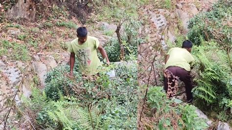 Uttrakhand Ke Famous Lingode Yaha Par Milte Hai Pahadilifestyle Youtube