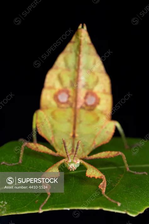 Close Up Of A Female Leaf Insect Phyllium Sp Mt Kinabalu Sabah State Island Of Borneo
