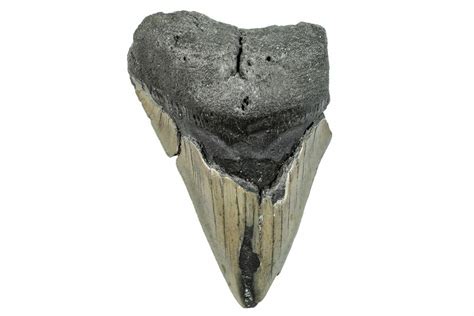 Partial Fossil Megalodon Tooth North Carolina For Sale FossilEra
