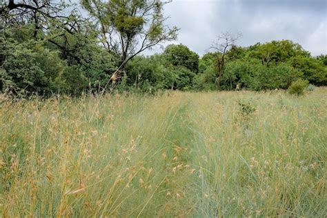 Premium Photo Photo Of Country Farm Grass