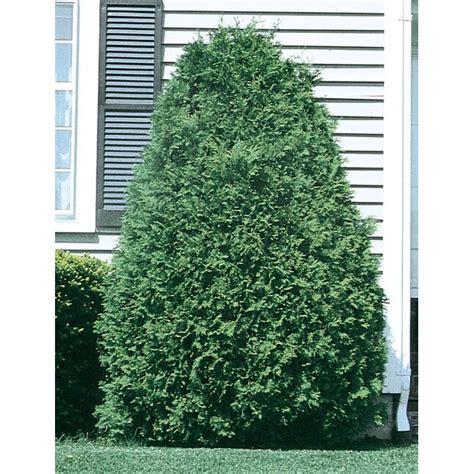 Techny Arborvitae Screening Shrub In 5 Gallon Pot At