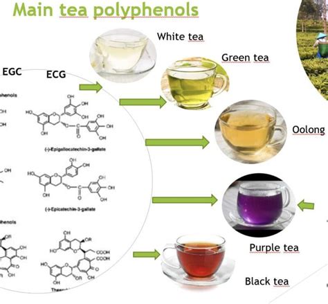 Dr Saziye Ilgaz Linkedinde Tea Polyphenols Are The Most Important Components Of Tea Due To Their