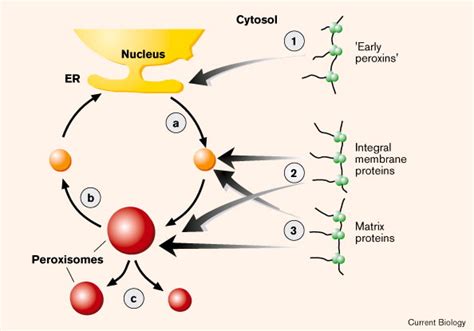 Peroxisome Biogenesis Back To The Endoplasmic Reticulum Current Biology