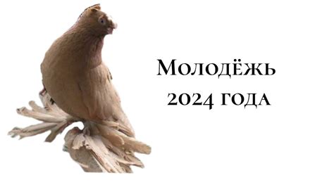 Выводные пискуны 2024 года. Представлены не все пискуны. Продолжение ...