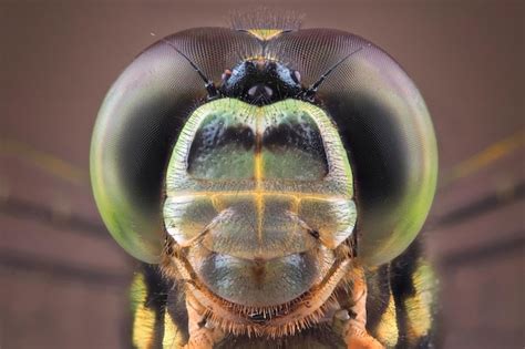 premium photo macro shot of fly