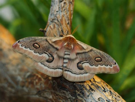 Neoris Huttoni Moore 1862 Priamus Documentary