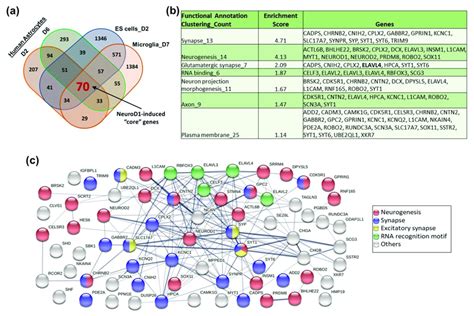 Identification Of 70 Core Genes Induced By Neurod1 During Neuronal