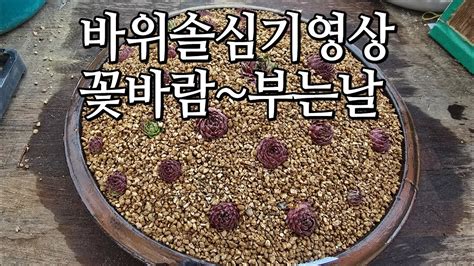 25 03 03 바위솔심기~힐링바위솔 꽃바람 다육이 바위솔 분갈이주의점 식물 Youtube