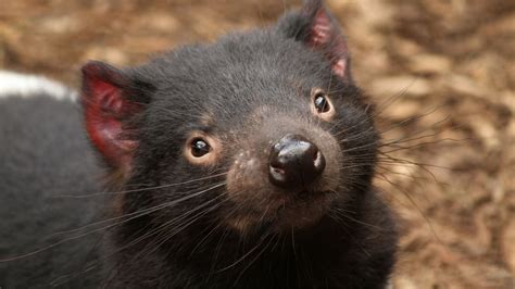 First Tasmanian Devils Born On Mainland Australia After 3000 Years